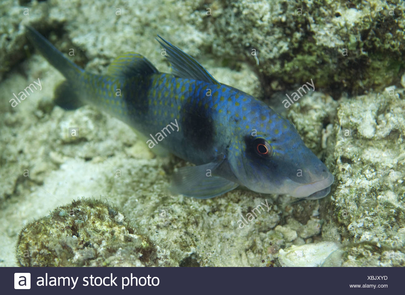 Doublebar High Resolution Stock Photography and Images - Alamy