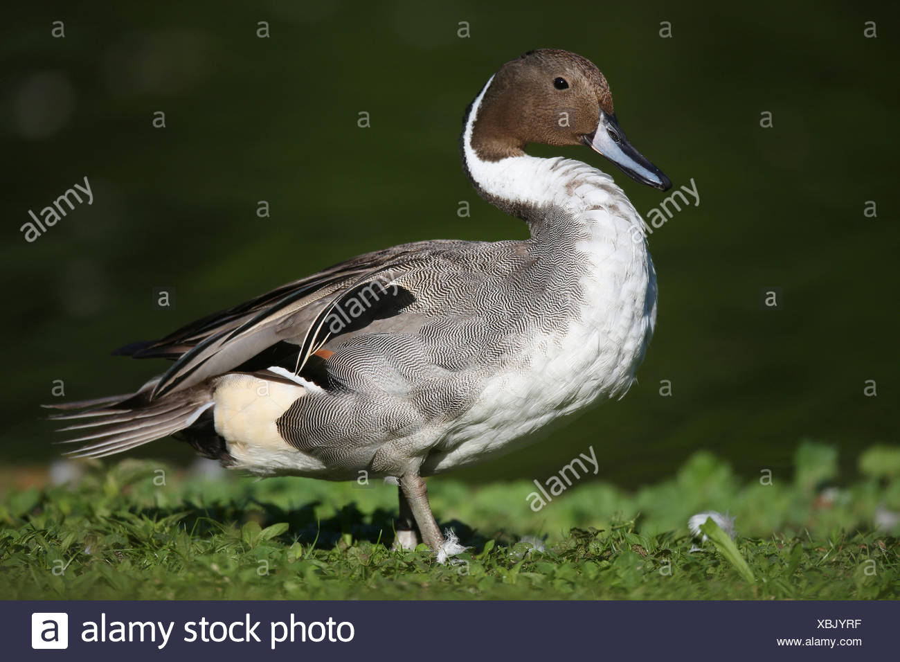 Northern Pintail Duck Drake Standing High Resolution Stock Photography ...
