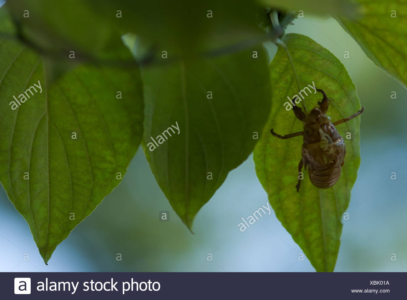 Cicada Exoskeleton High Resolution Stock Photography and Images - Alamy