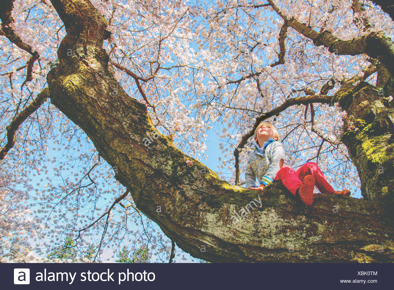 Girl Sitting On Branch Of Tree High Resolution Stock Photography and ...