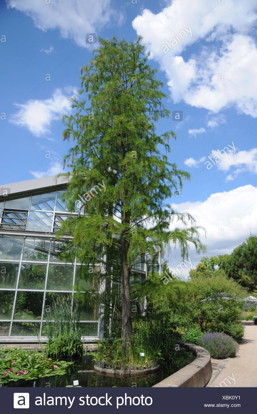Pond Cypress High Resolution Stock Photography and Images - Alamy