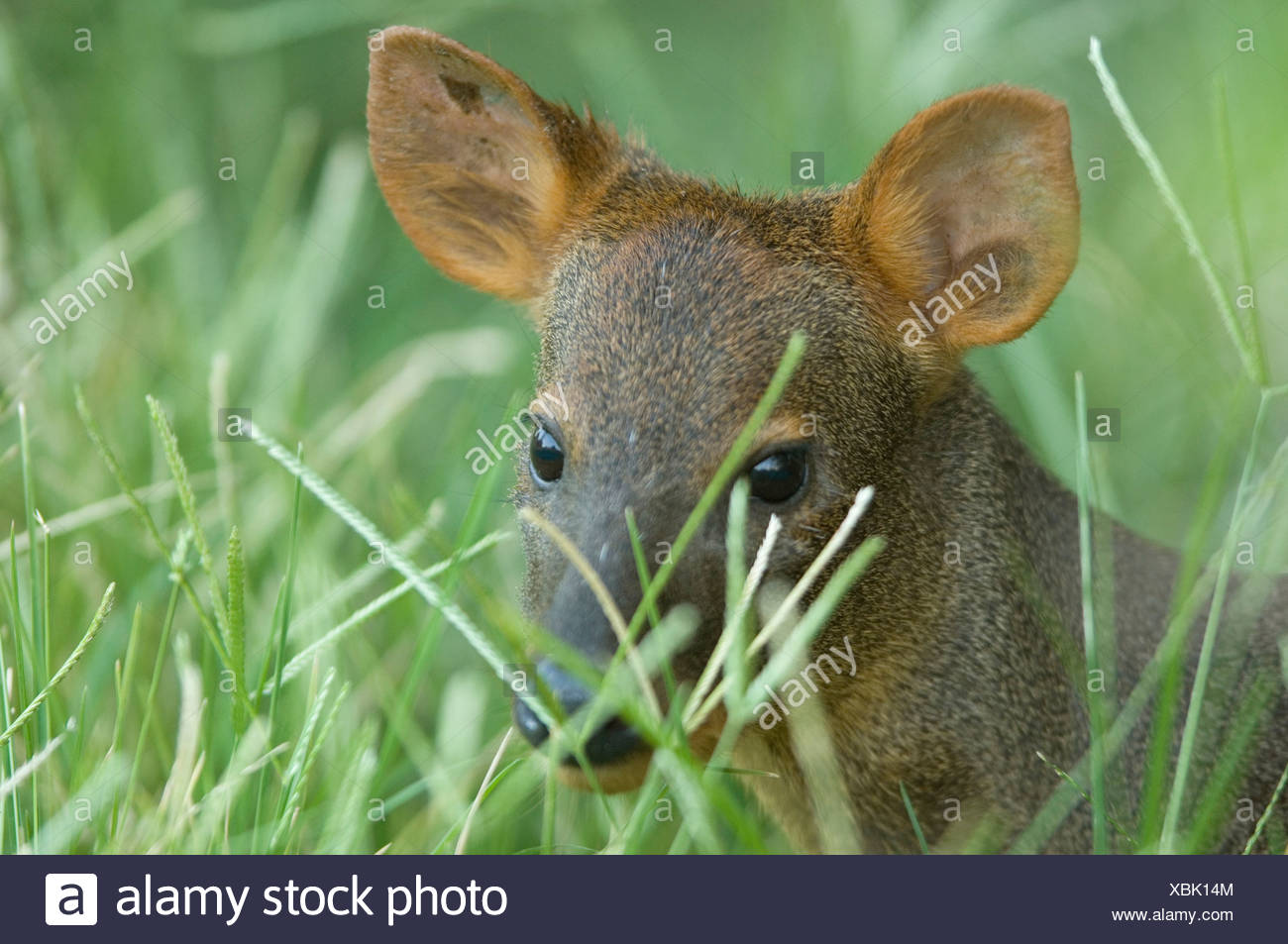 Pudu Deer Stock Photos & Pudu Deer Stock Images - Alamy
