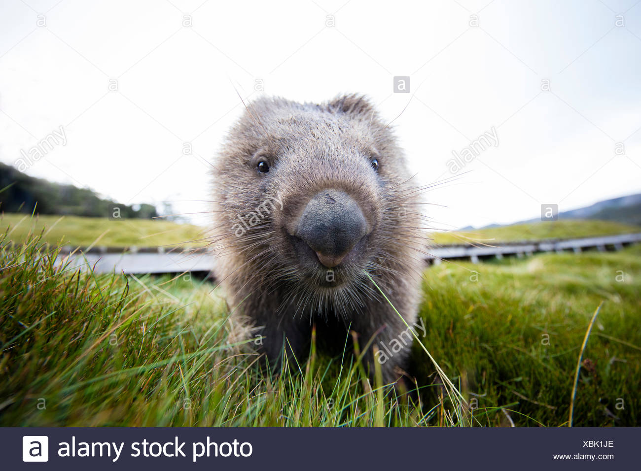 Standing Wombat High Resolution Stock Photography and Images - Alamy