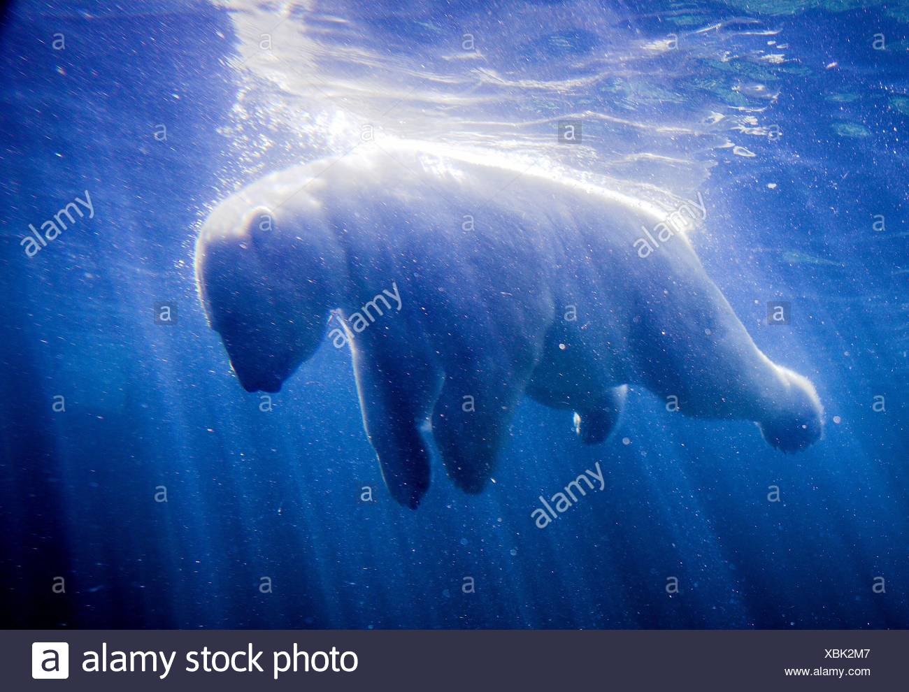 Blubber Bear High Resolution Stock Photography and Images - Alamy