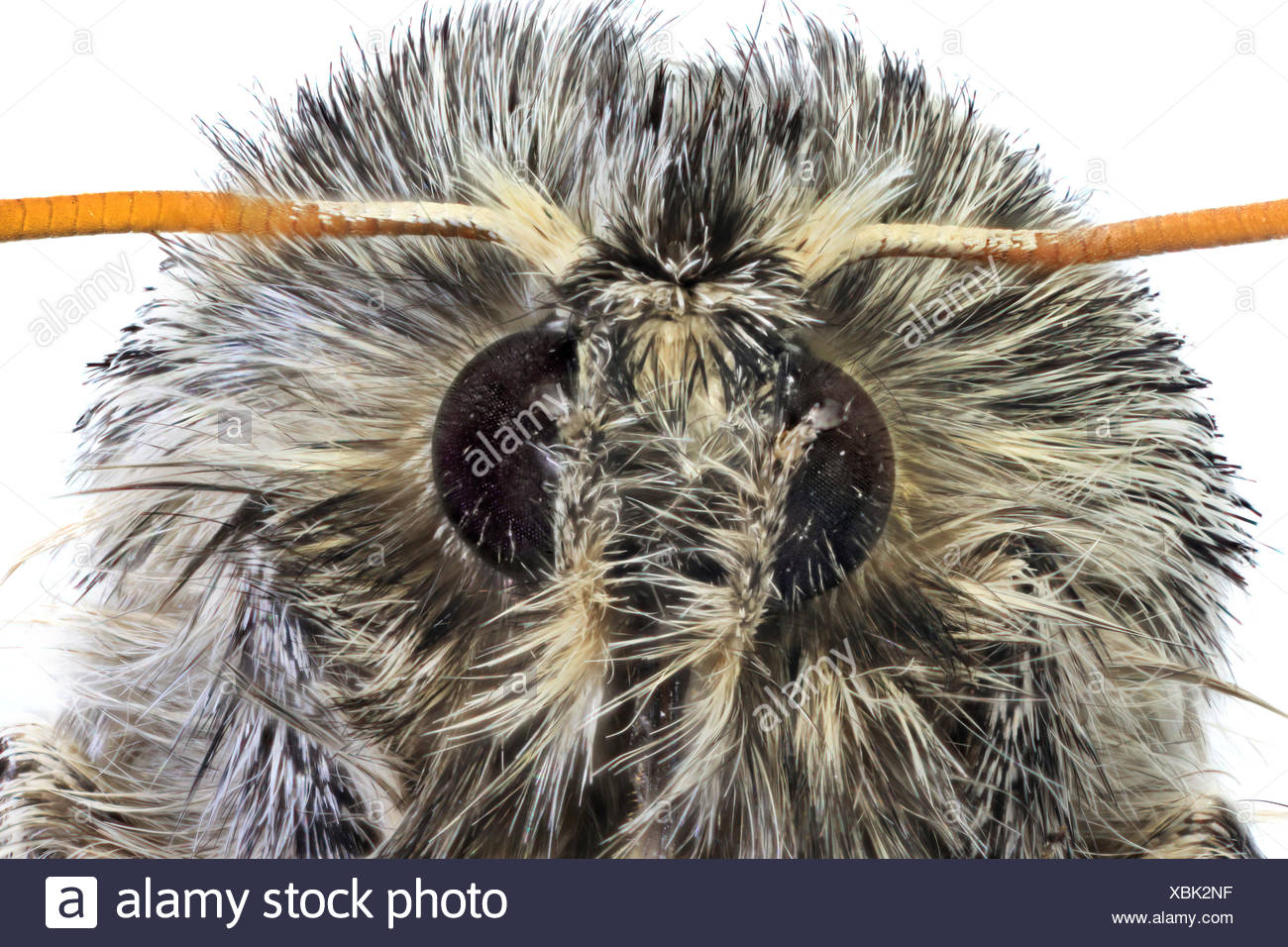 Magnified Eyes High Resolution Stock Photography and Images - Alamy