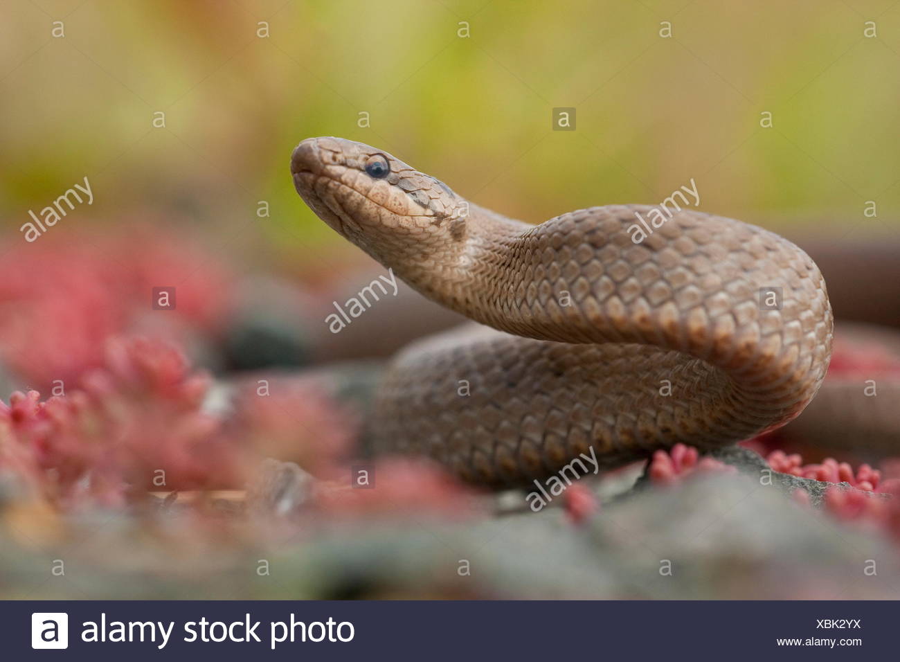 Snake Smooth Snake High Resolution Stock Photography and Images - Alamy