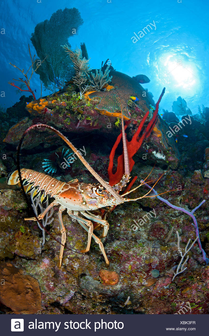 Coral Reef Red Sea Fish Sponges High Resolution Stock Photography and ...