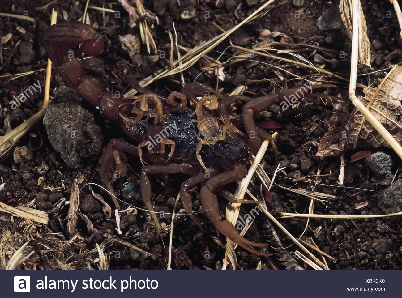 Baby Scorpion High Resolution Stock Photography and Images - Alamy