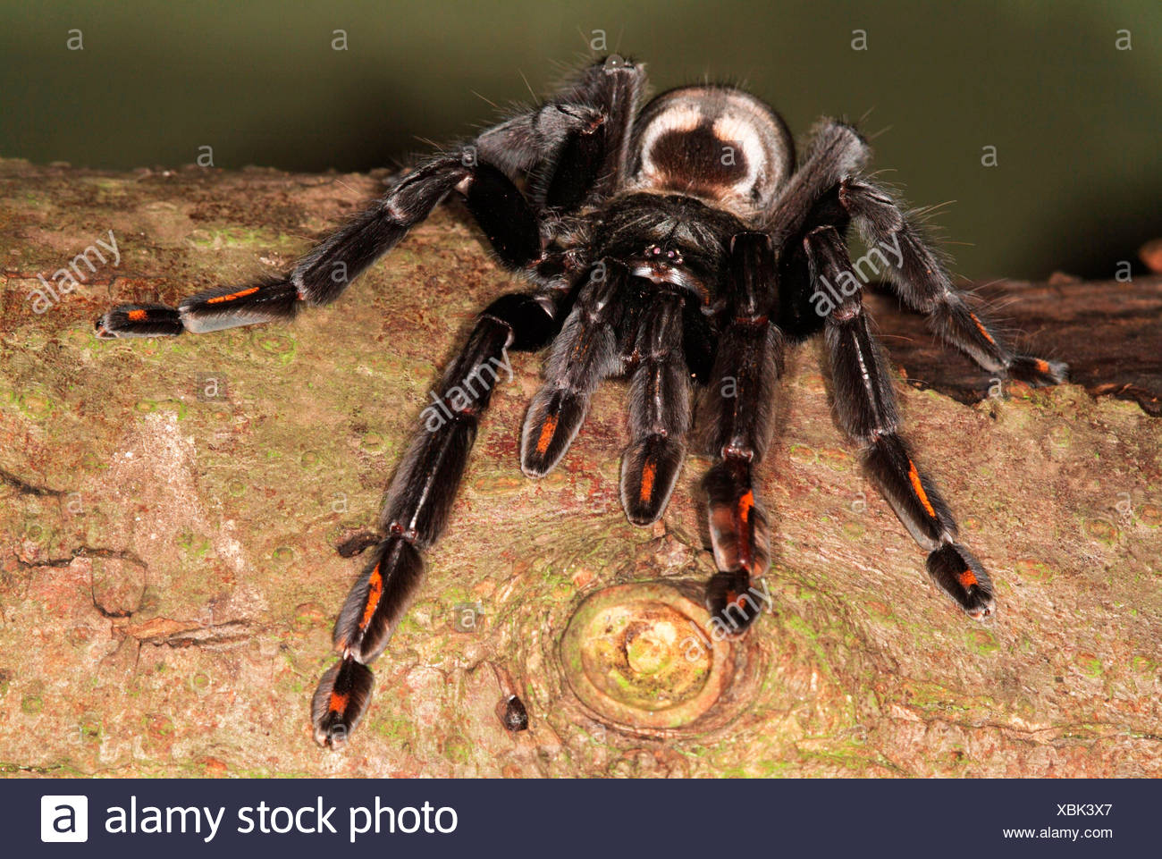 Sun Tiger High Resolution Stock Photography and Images - Alamy