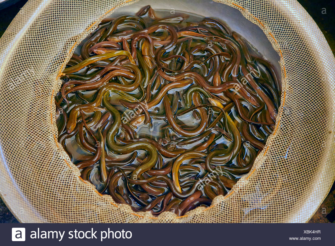 China Animal Market High Resolution Stock Photography and Images - Alamy