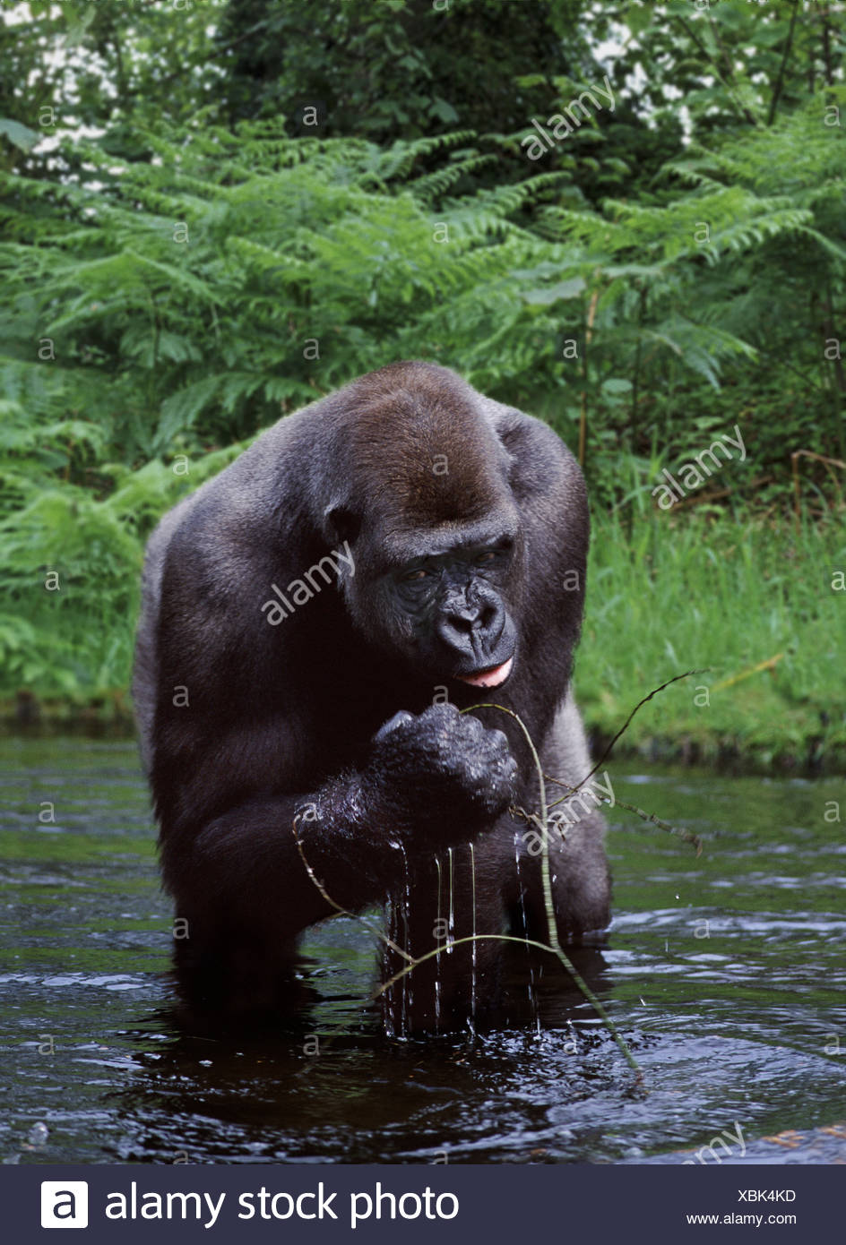 Gorilla High Resolution Stock Photography and Images - Alamy