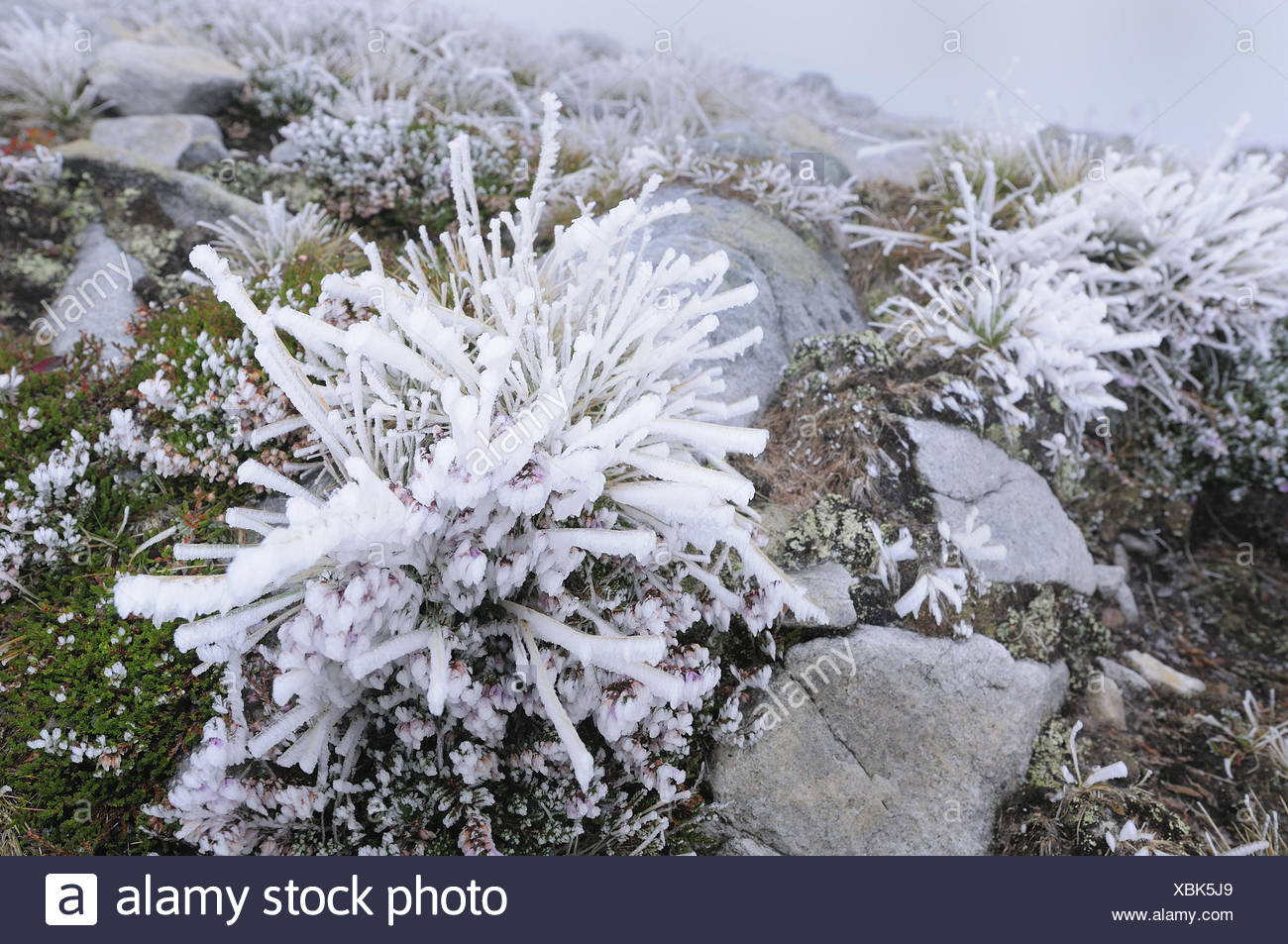 Nardus High Resolution Stock Photography and Images - Alamy