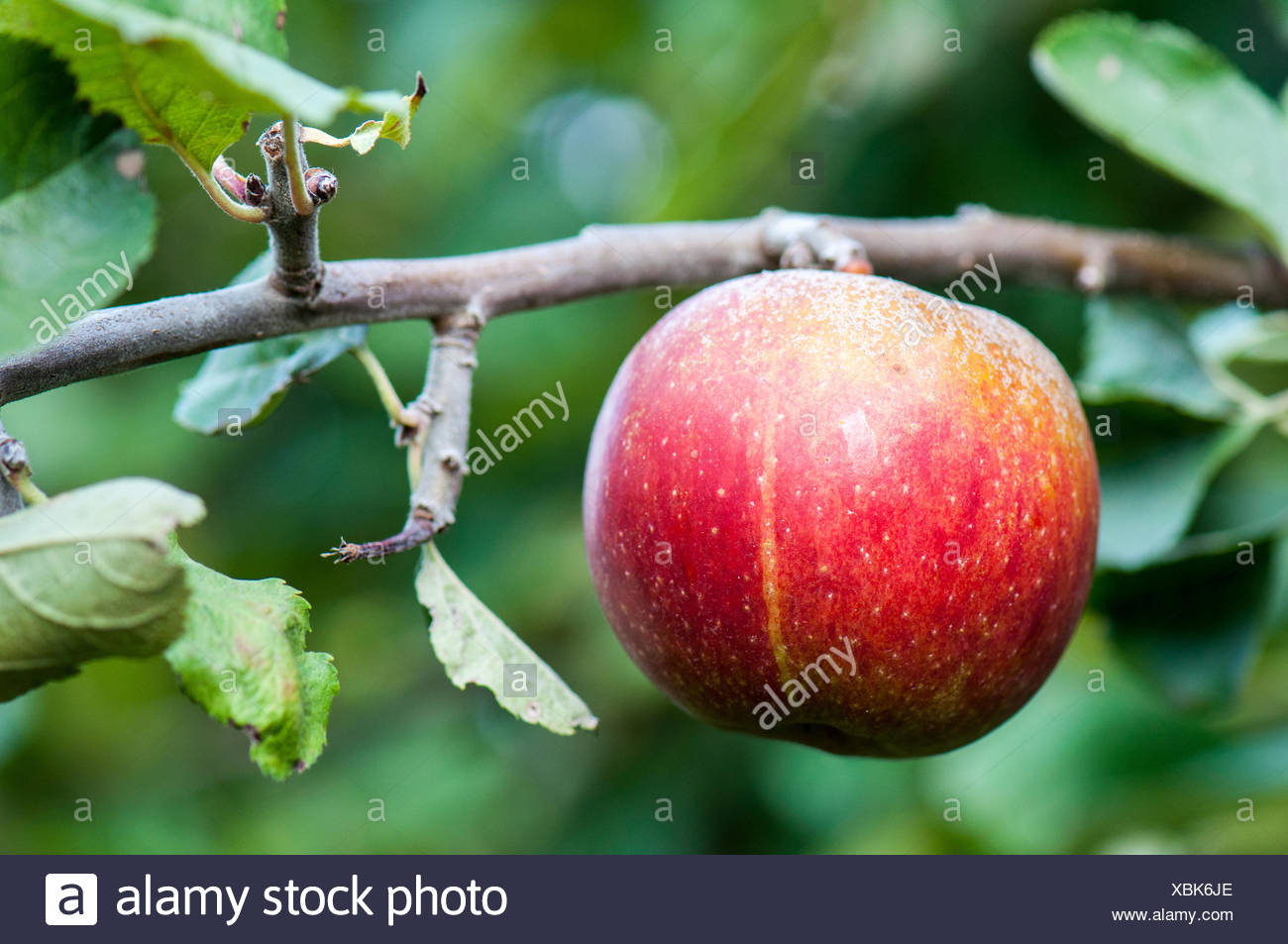Boskoop High Resolution Stock Photography and Images - Alamy
