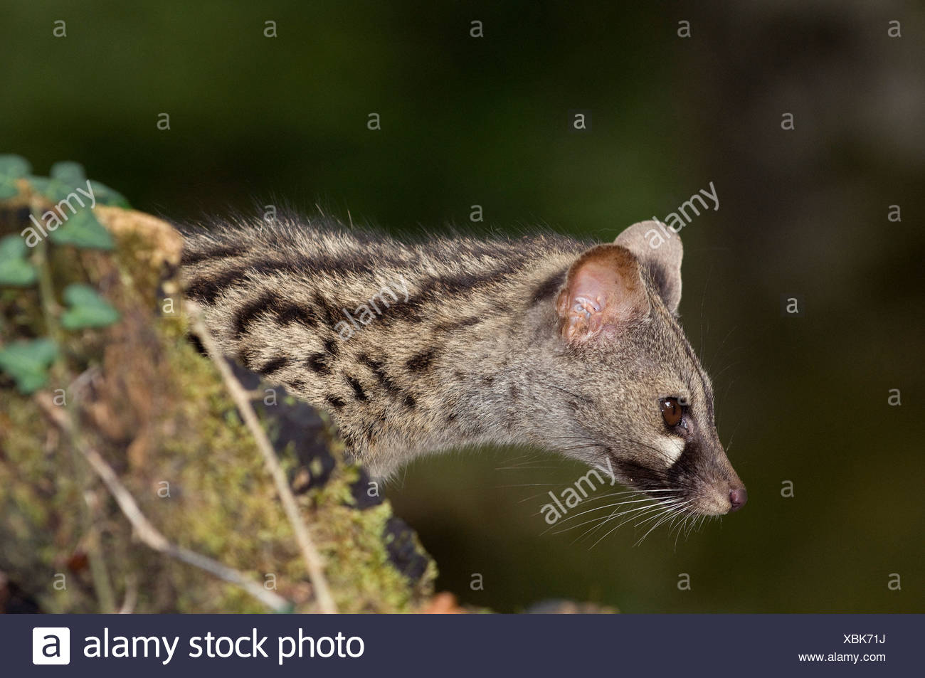Genet France High Resolution Stock Photography and Images - Alamy