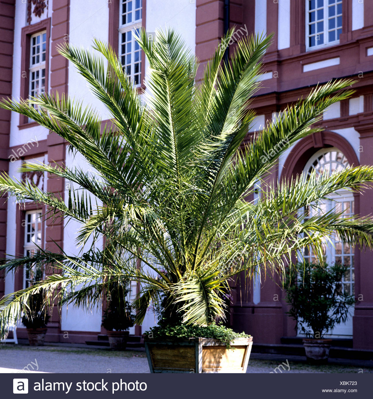 Phoenix Canariensis Pot High Resolution Stock Photography and Images ...