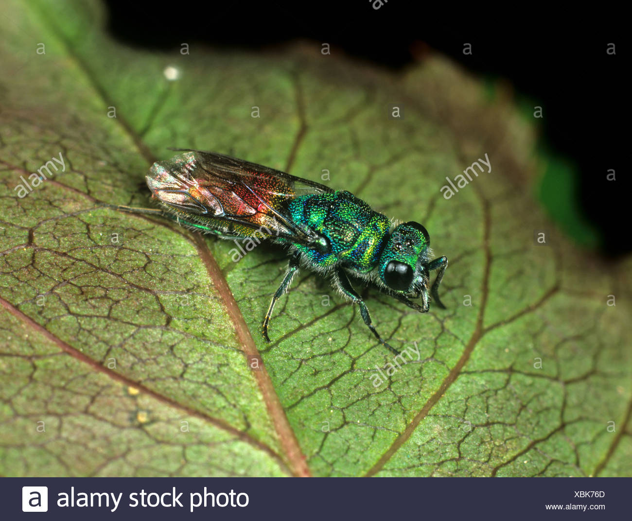 Ruby Tailed Wasp Chrysis Ignita High Resolution Stock Photography and ...