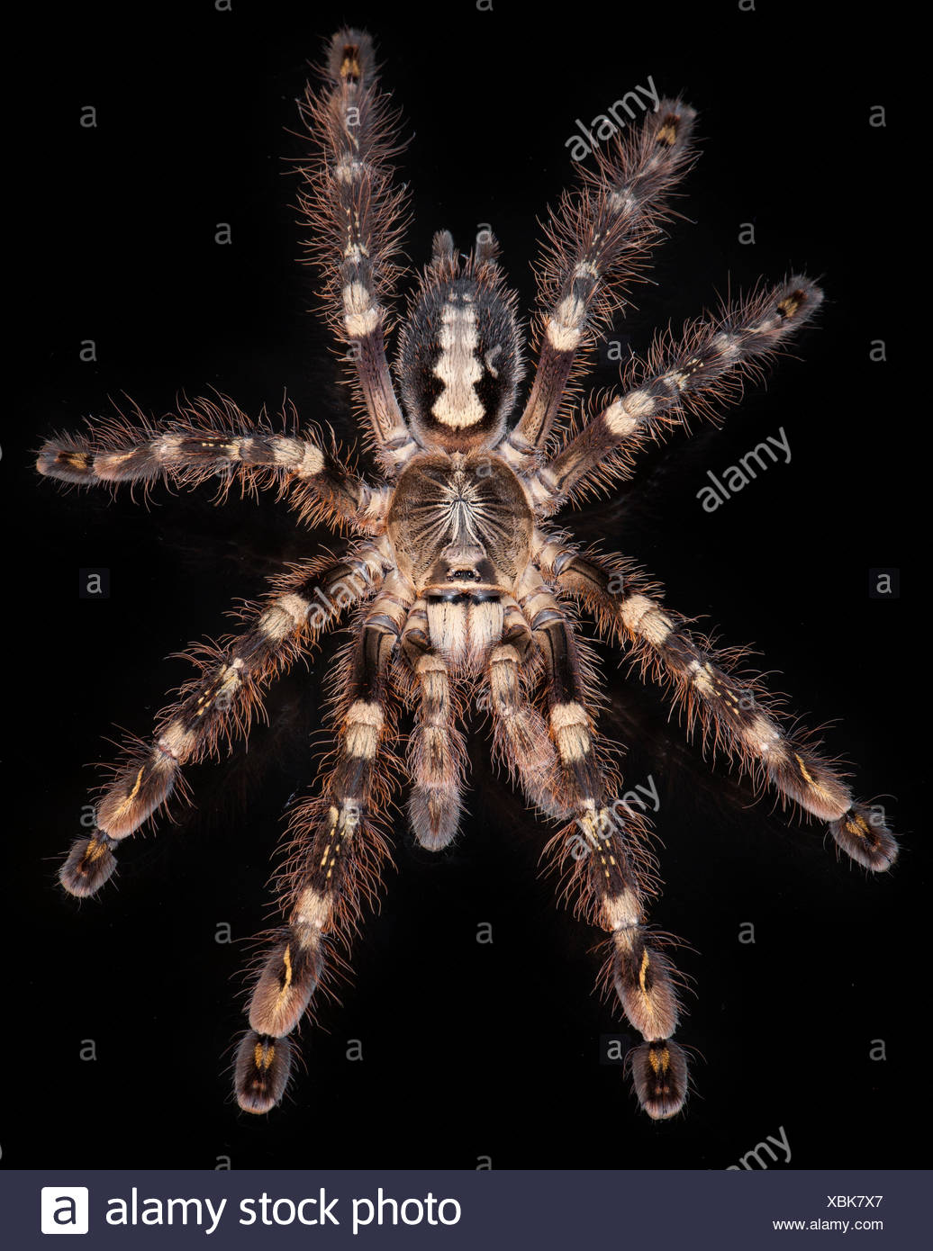 Subfusca High Resolution Stock Photography and Images - Alamy