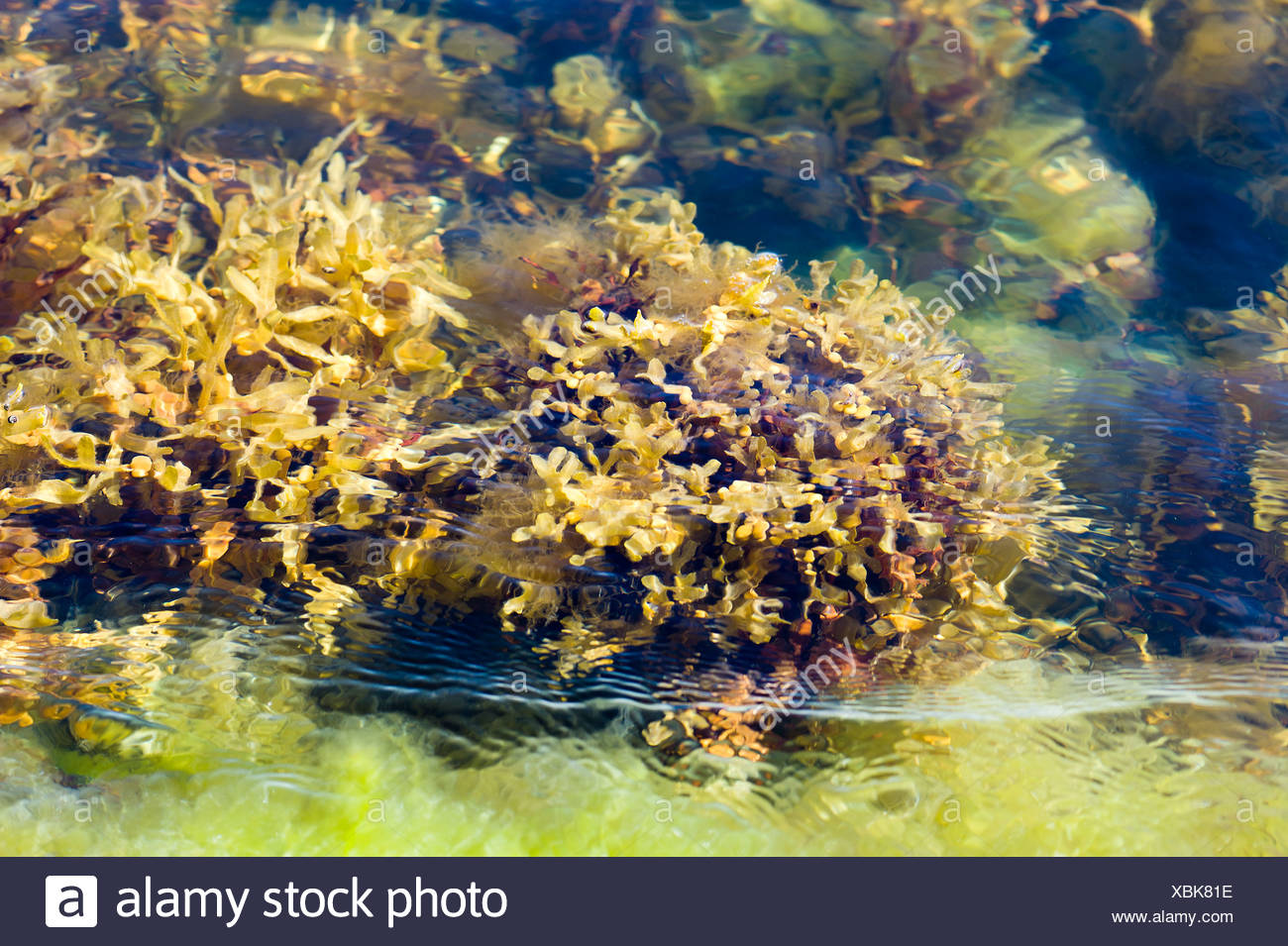 Bladderwrack High Resolution Stock Photography and Images - Alamy