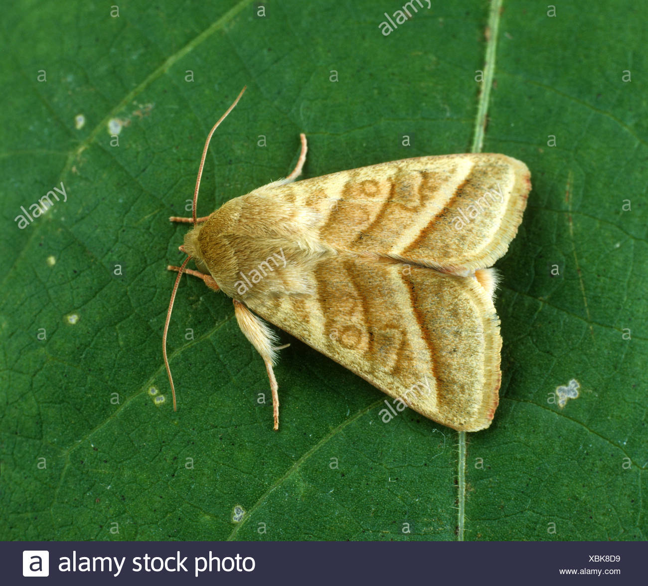 Chloridea Virescens High Resolution Stock Photography and Images - Alamy