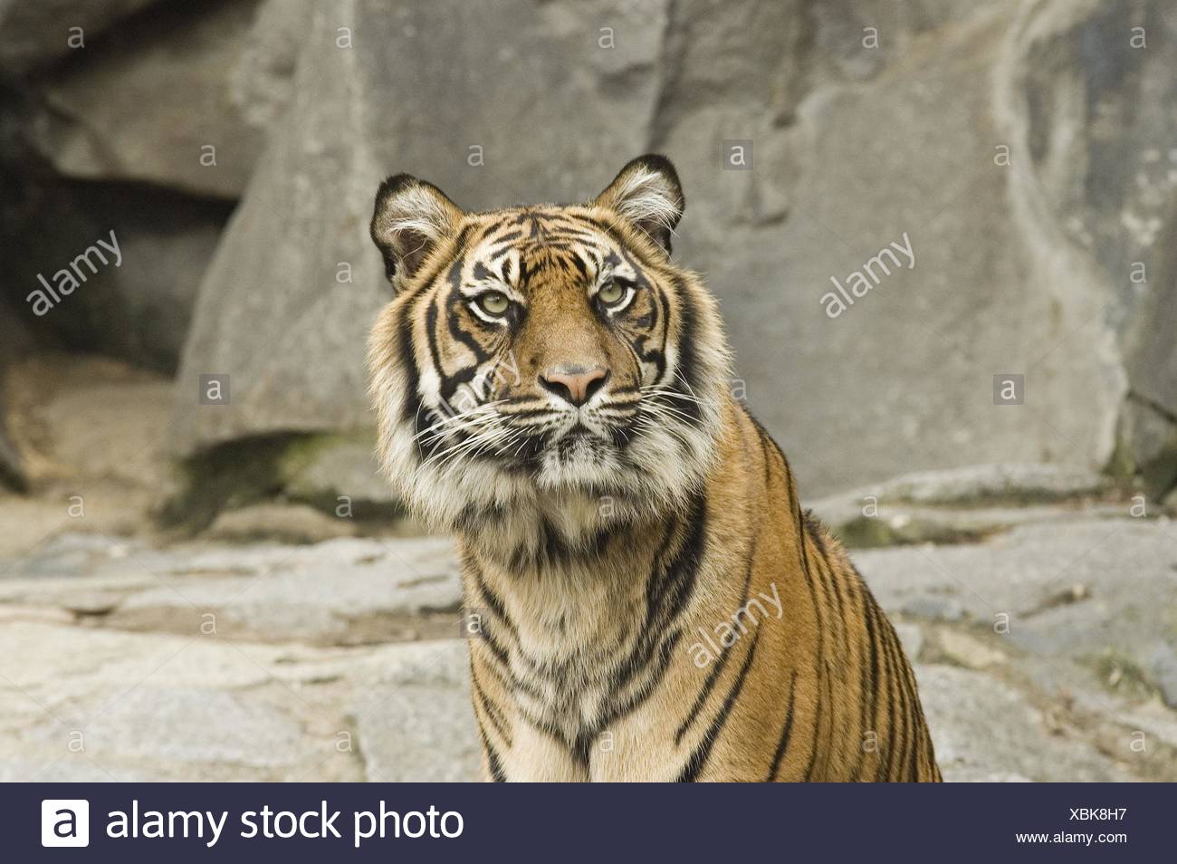 Tiger Big Cat High Resolution Stock Photography and Images - Alamy
