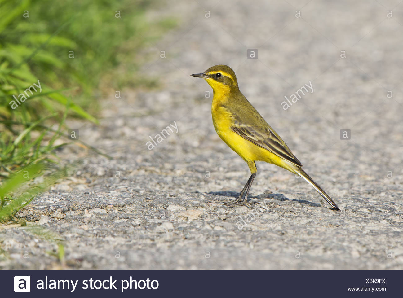 Eastern Yellow Wagtail Motacilla Tschutschensis High Resolution Stock ...