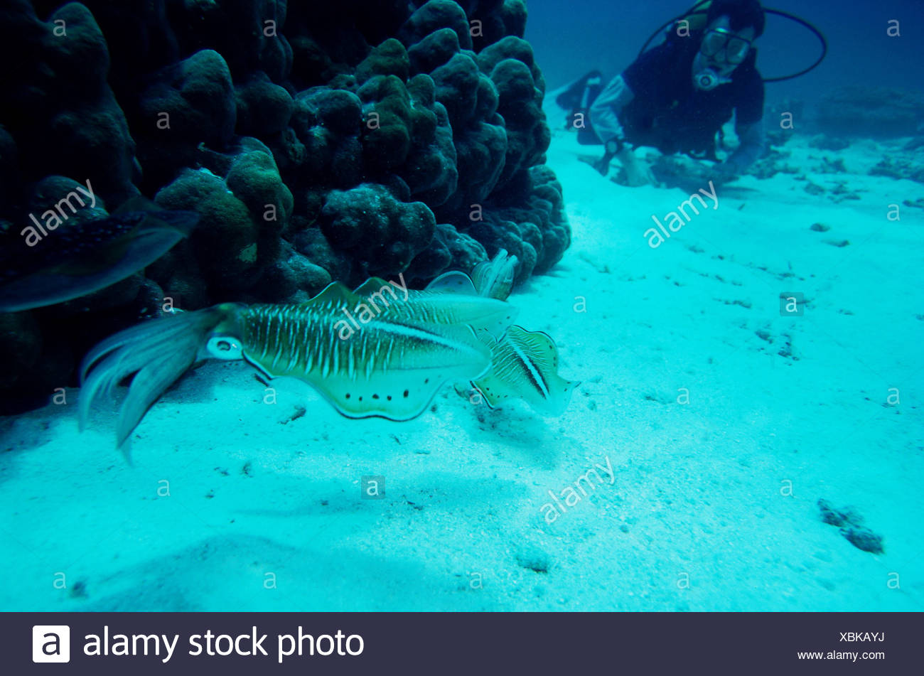 Two Squid High Resolution Stock Photography and Images - Alamy