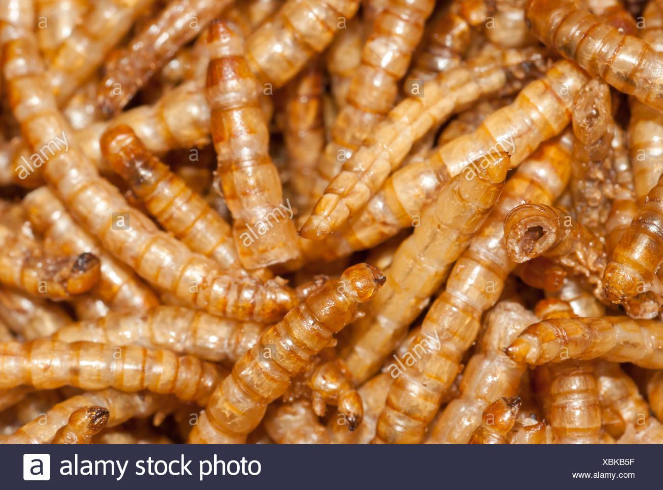 Flour Worms High Resolution Stock Photography and Images - Alamy