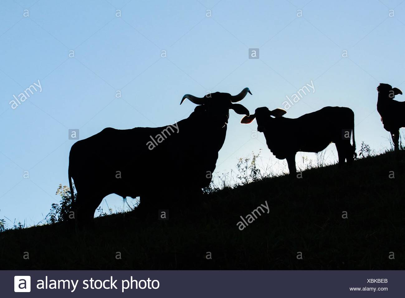 Blue Bulls High Resolution Stock Photography and Images - Alamy