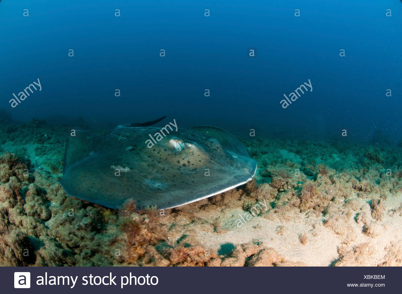 Trygon High Resolution Stock Photography and Images - Alamy