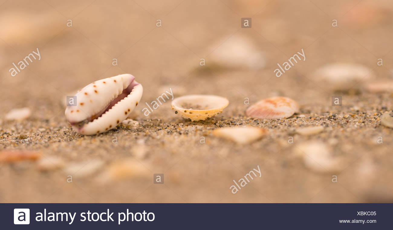 Mediterranean Sea Snails High Resolution Stock Photography and Images ...