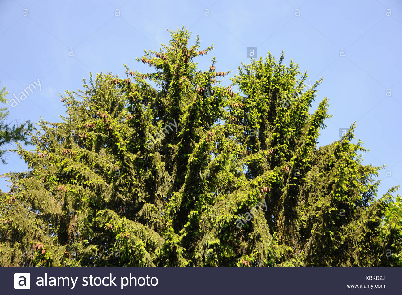 Norway Spruces Picea Abies High Resolution Stock Photography and Images - Alamy