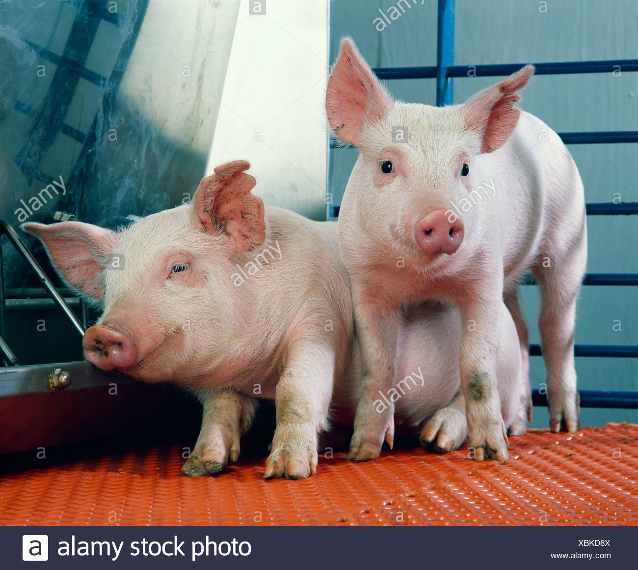 Crossbred Pigs High Resolution Stock Photography and Images - Alamy