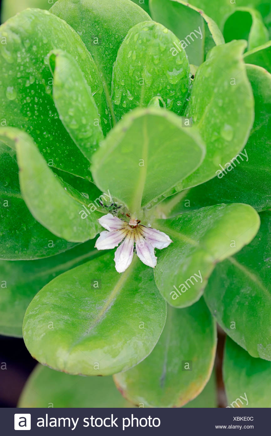 Beachberry High Resolution Stock Photography and Images - Alamy