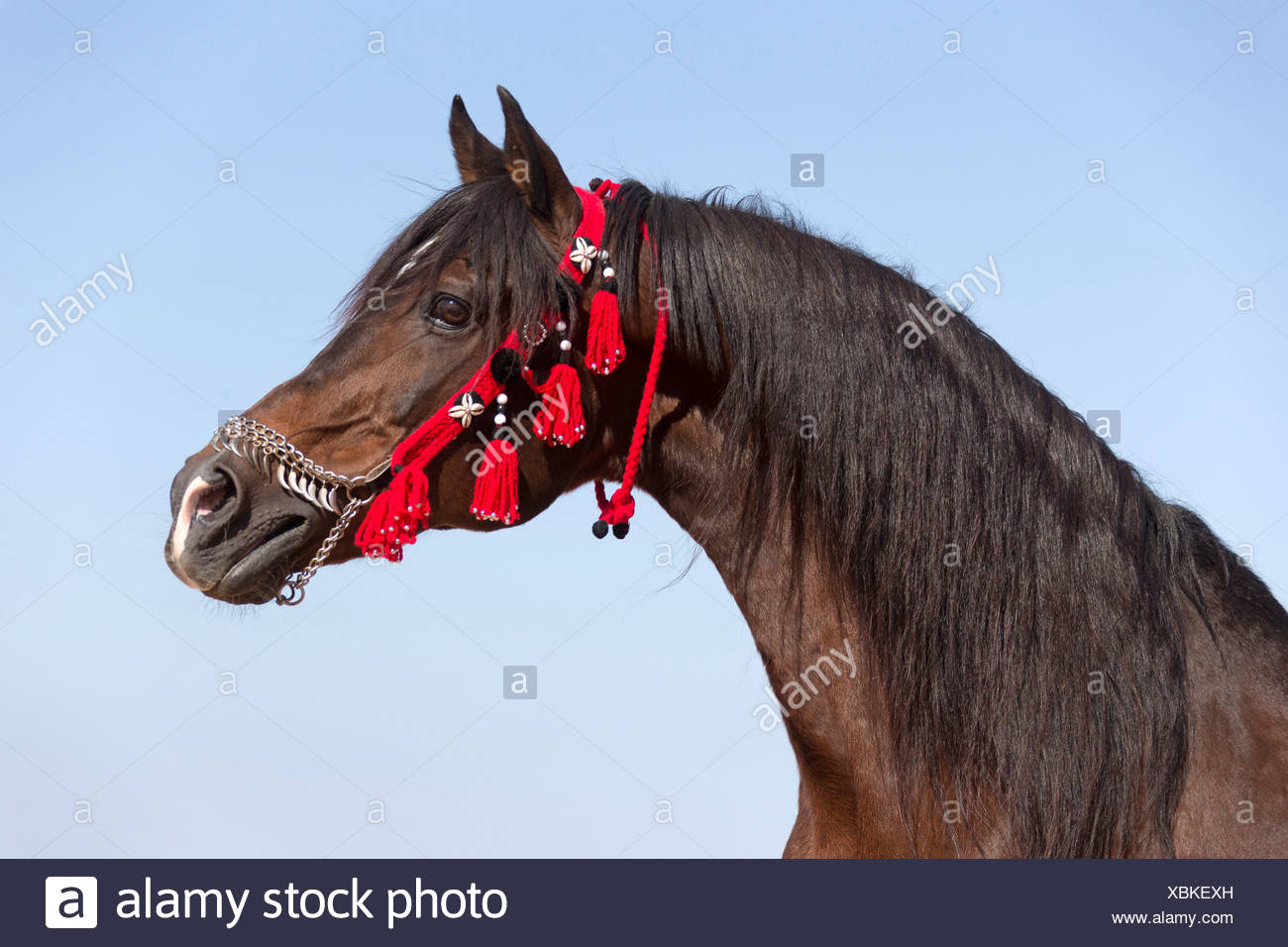Horse Bridle Old Stock Photos & Horse Bridle Old Stock Images - Alamy