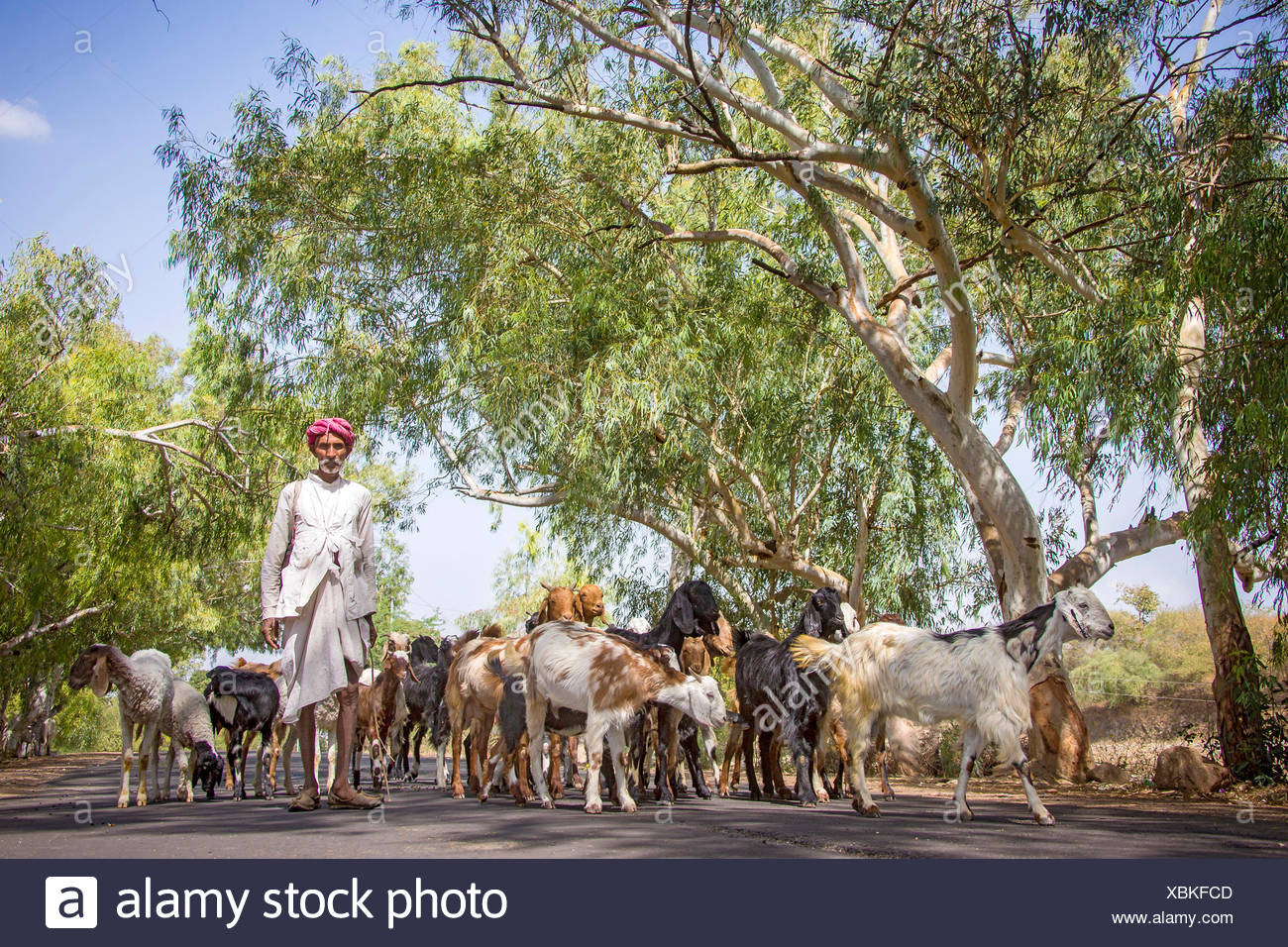 Rajasthan Goat High Resolution Stock Photography and Images - Alamy