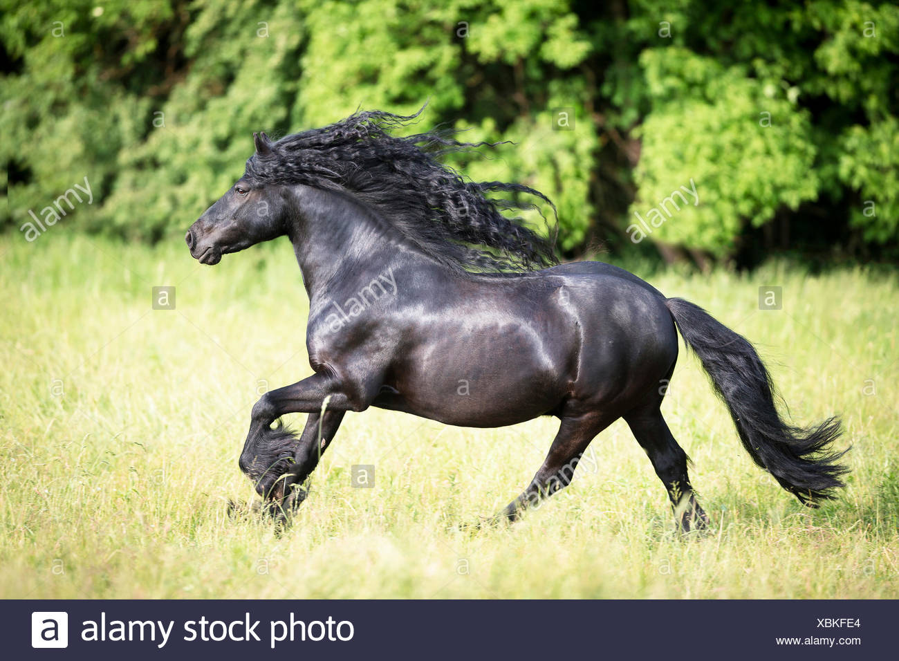 Fell Pony Stock Photos & Fell Pony Stock Images - Alamy