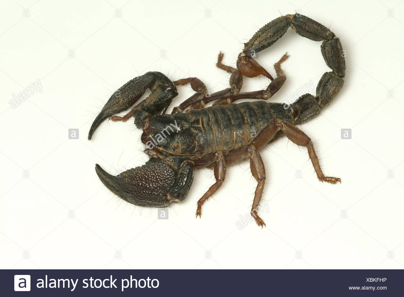 Black Burrowing Scorpion High Resolution Stock Photography and Images - Alamy