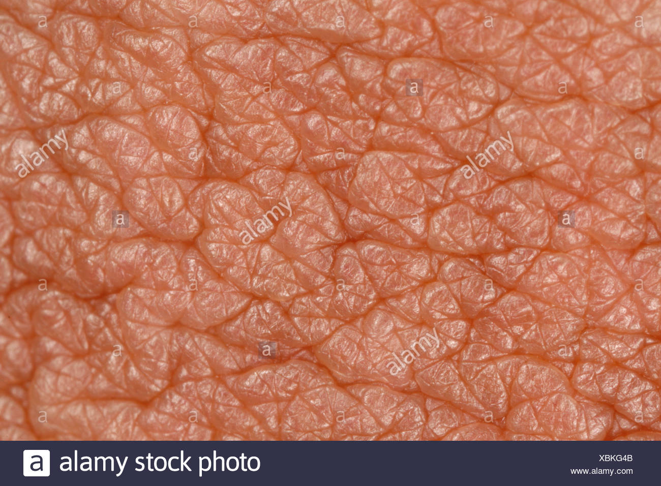 Human Skin Close Up Structure High Resolution Stock Photography and ...