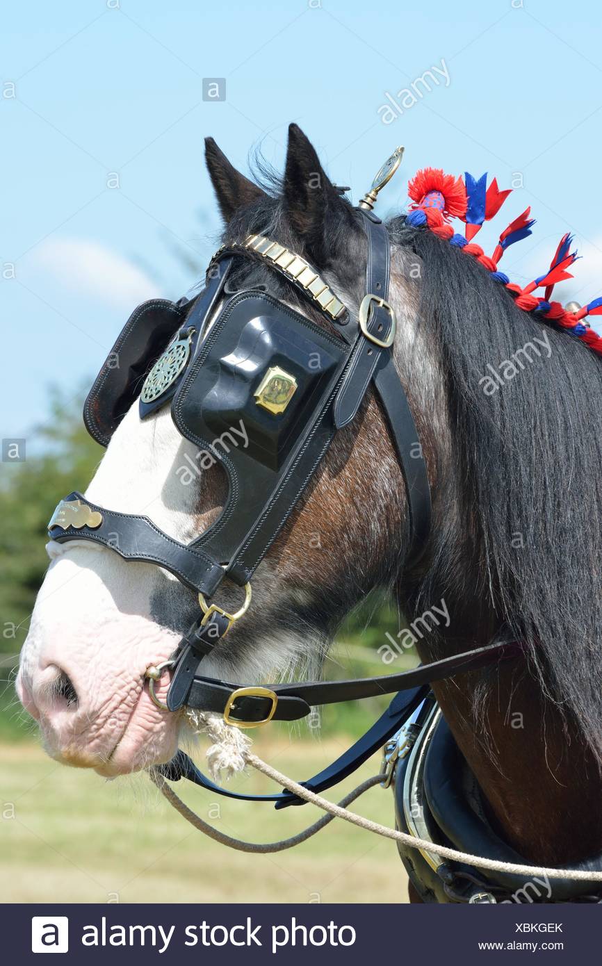 White Shire Horse High Resolution Stock Photography and Images - Alamy