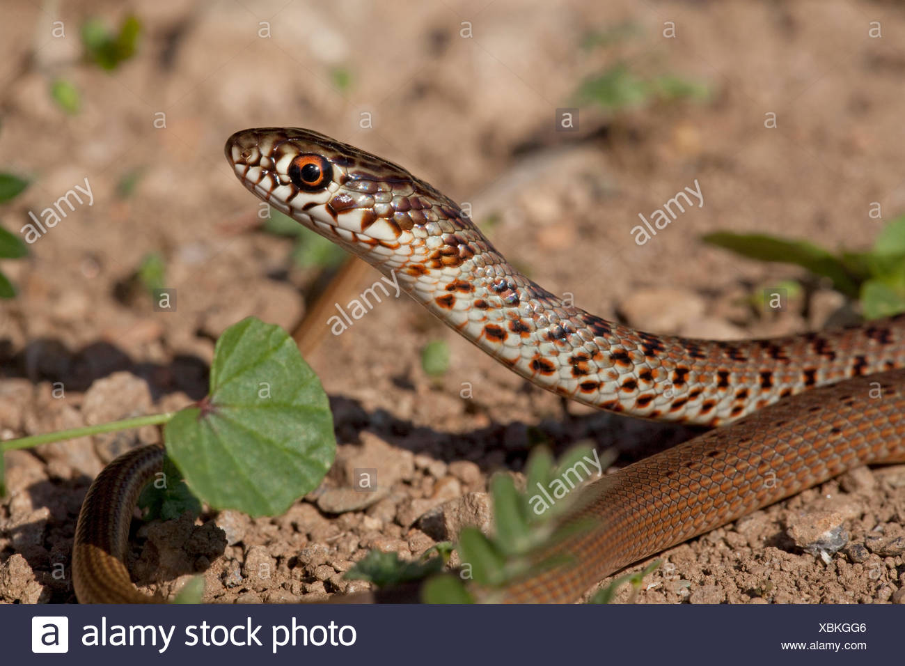 Snakes Of Europe High Resolution Stock Photography and Images - Alamy