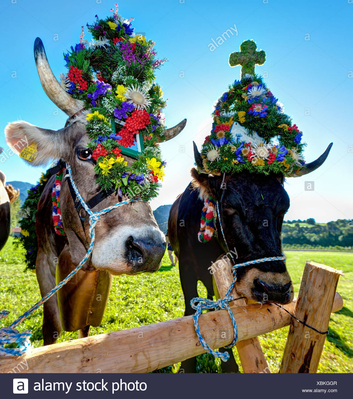 Decorated Cows High Resolution Stock Photography and Images - Alamy