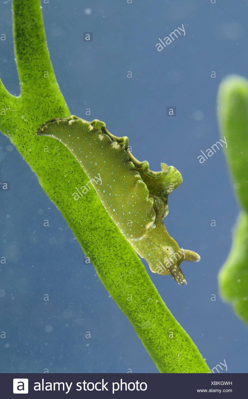 Elysia Stock Photos & Elysia Stock Images - Alamy