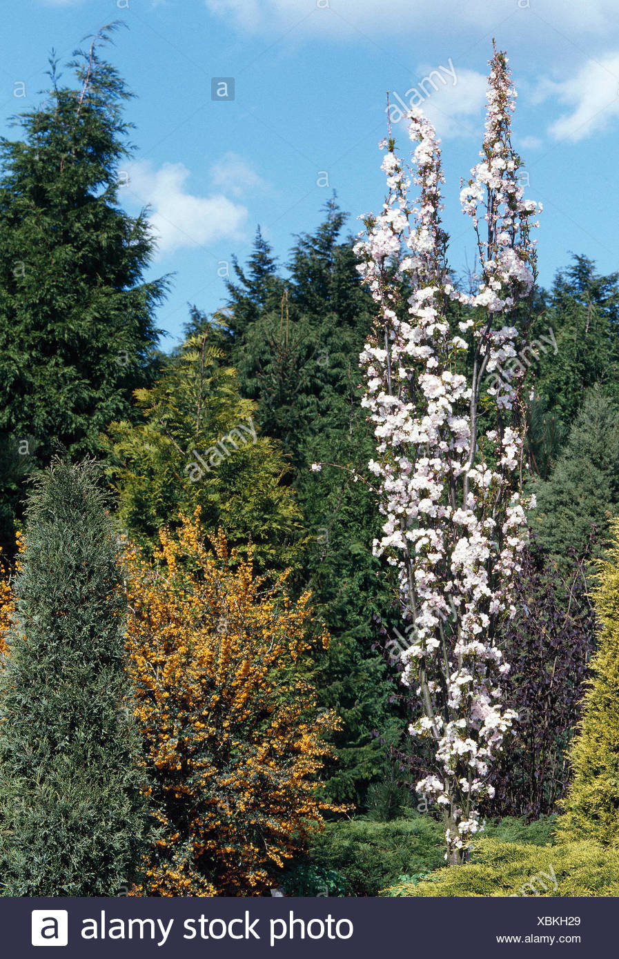 Prunus Amanogawa Spring High Resolution Stock Photography and Images ...