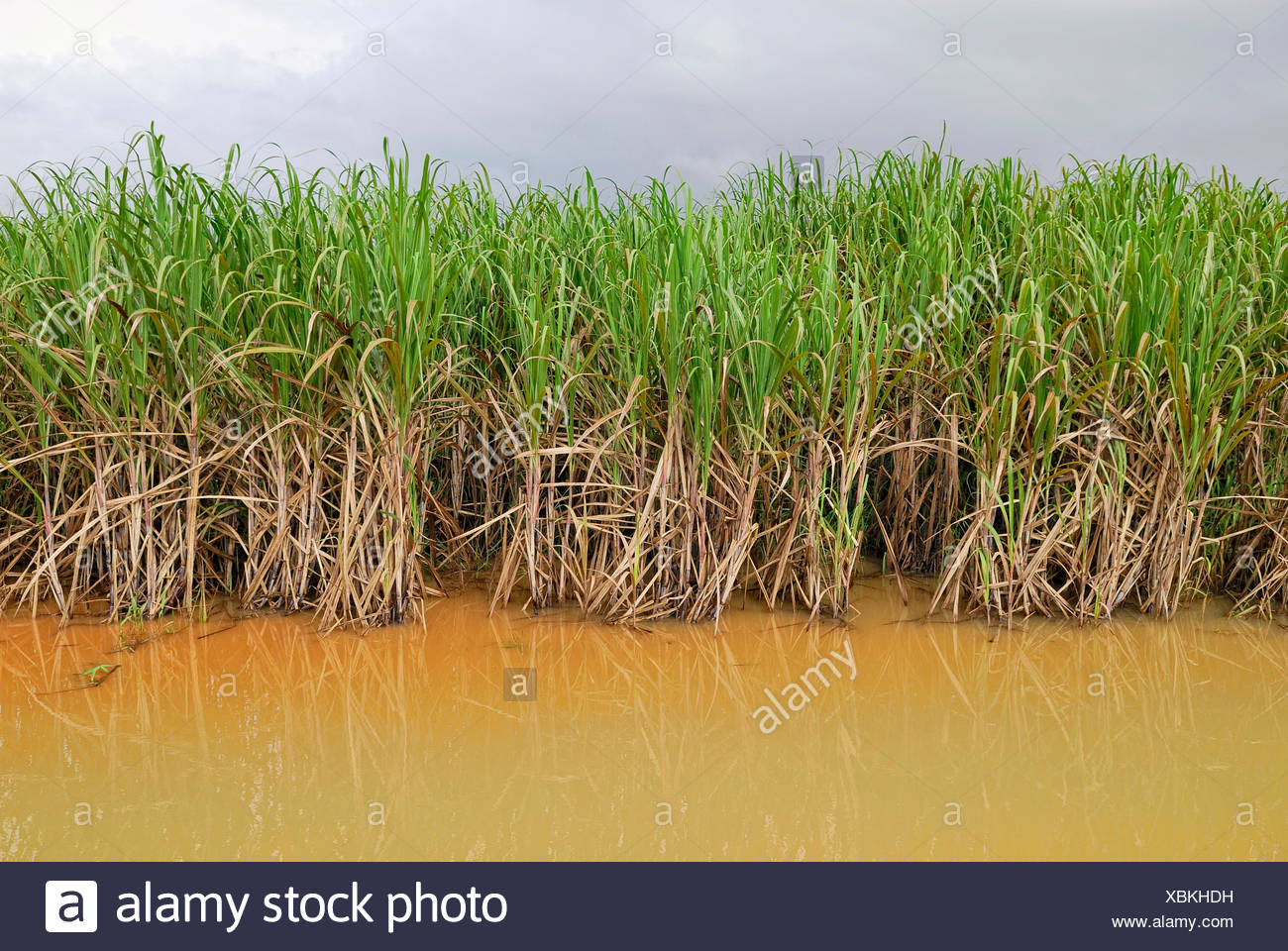 Sugar Cane Plantations Australia High Resolution Stock Photography and ...