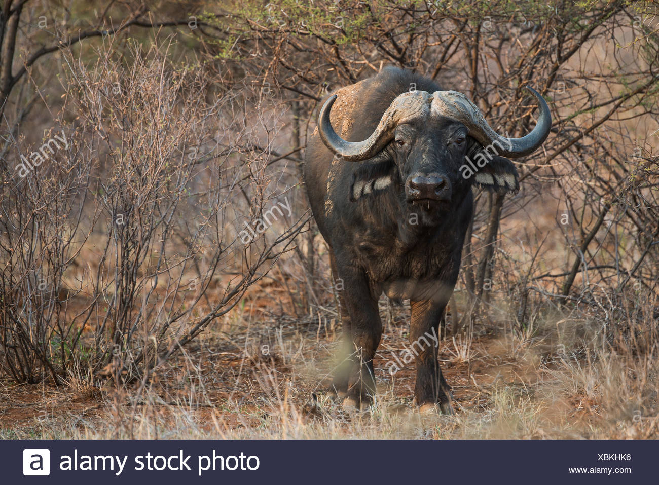 Buffalo Stand High Resolution Stock Photography and Images - Alamy