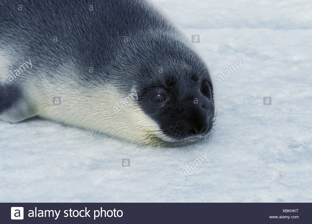 Cystophora Cristata High Resolution Stock Photography and Images - Alamy