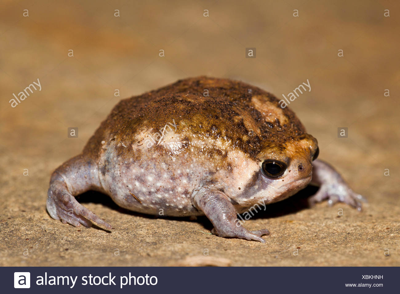 Breviceps Stock Photos & Breviceps Stock Images - Alamy