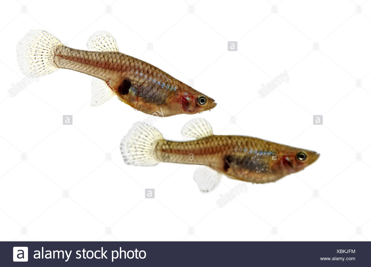 Mosquitofish High Resolution Stock Photography and Images - Alamy