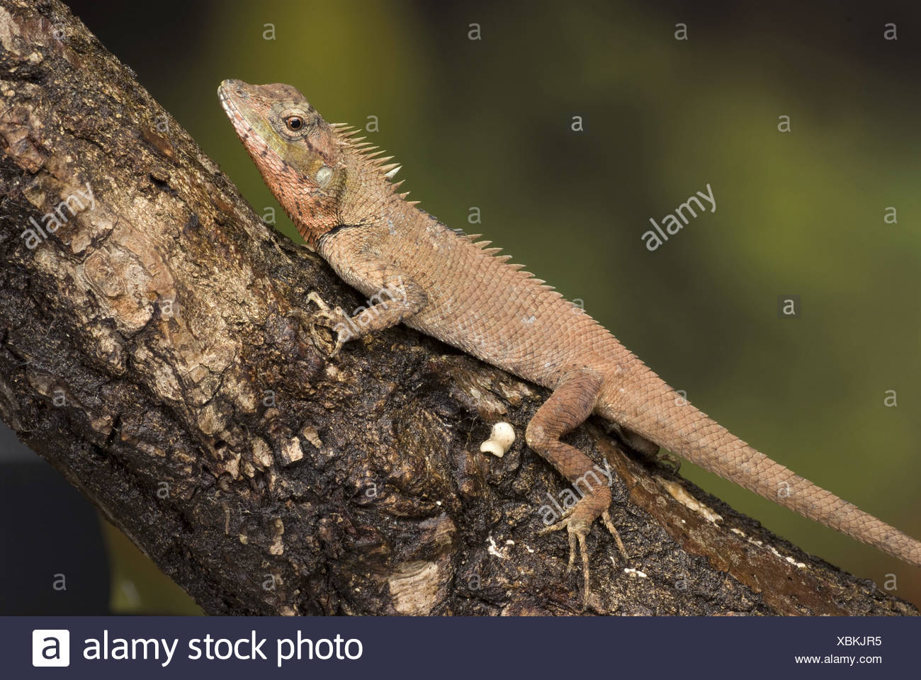 Chinese Lizard High Resolution Stock Photography and Images - Alamy