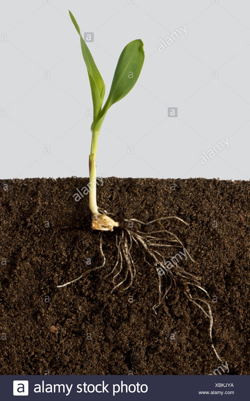 Corn Plant Roots High Resolution Stock Photography and Images - Alamy